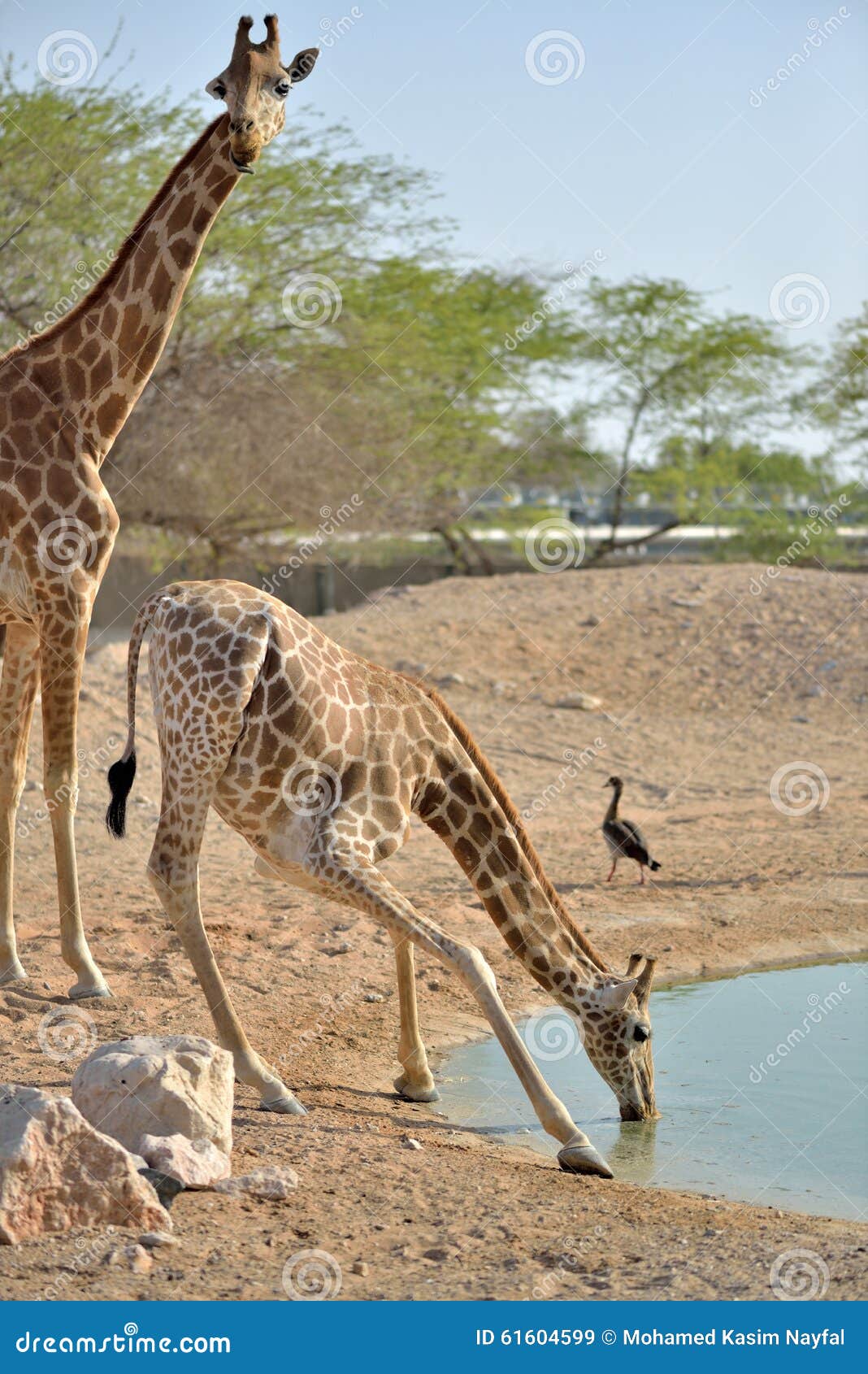 Giraffe stock image. Image of nature, green, wild, lake - 61604599