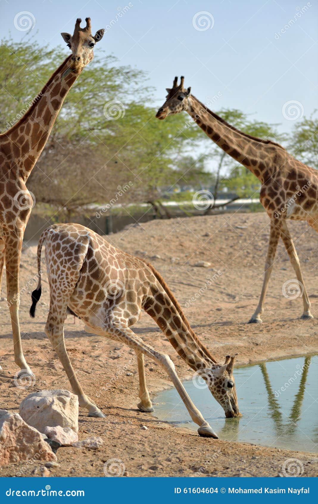 Giraffe stock photo. Image of safari, tourism, lake, park - 61604604