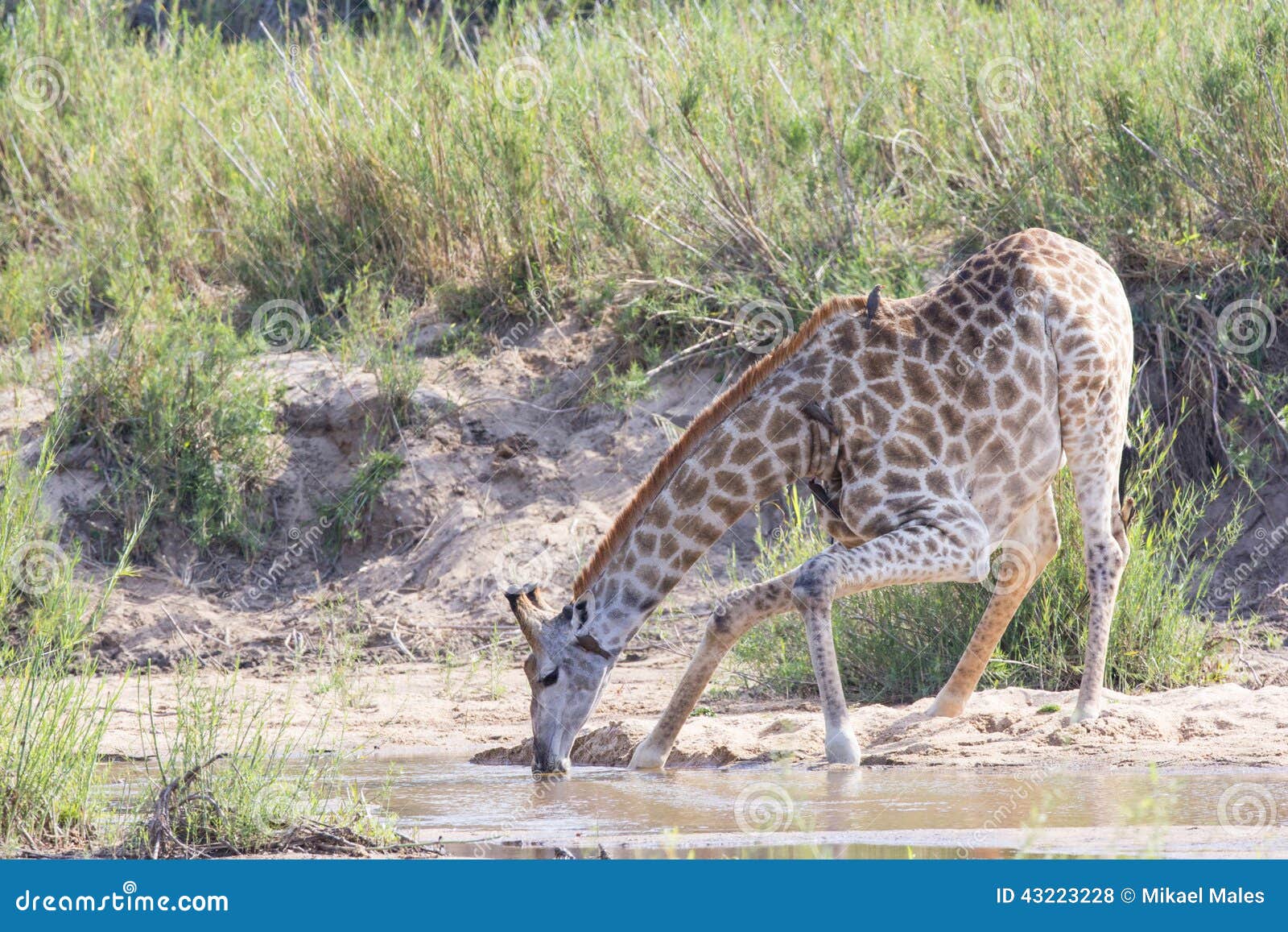 Giraffe Drinking Water at River Stock Photo - Image of wild, mammal ...