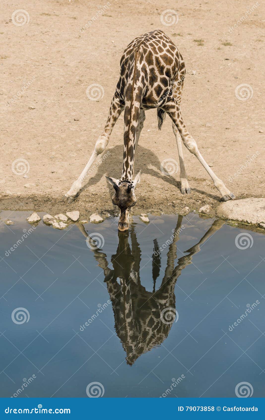 Giraffe drinking water stock photo. Image of thirst, river - 79073858
