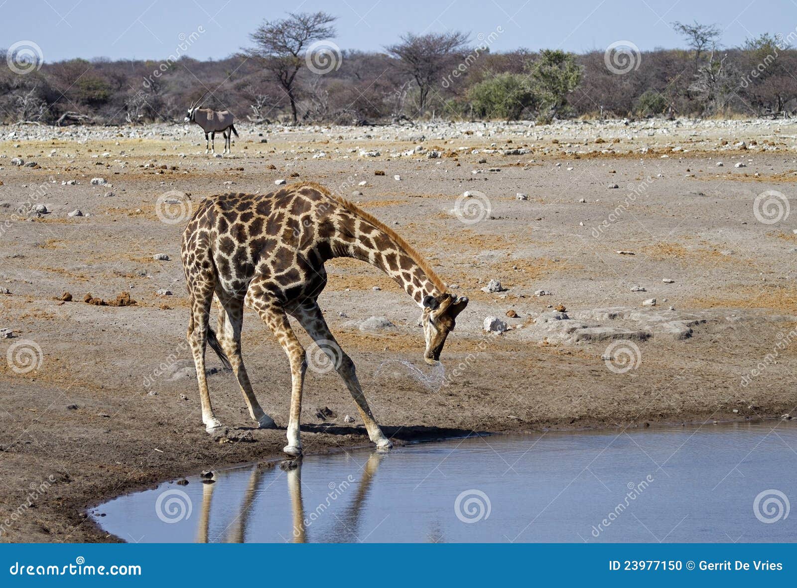 Giraffe Drinking at a Waterhole Stock Photo - Image of drink, outdoor ...