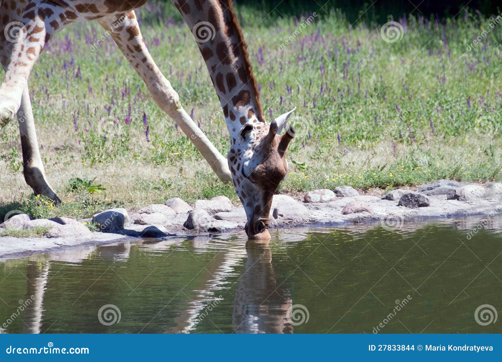 Giraffe drinks water. stock photo. Image of africa, giraffe - 27833844