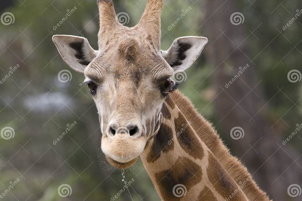 Giraffe drooling stock photo. Image of giraffe, ears, wild - 5469678