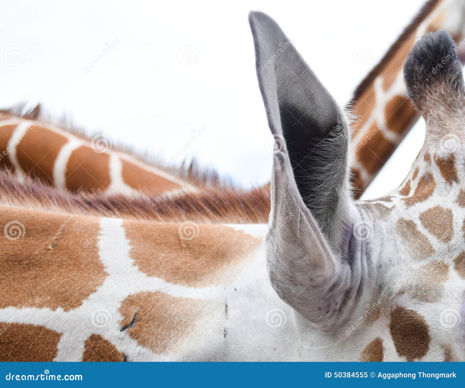 3,940 Giraffe Ear Photos - Free & Royalty-Free Stock Photos from Dreamstime
