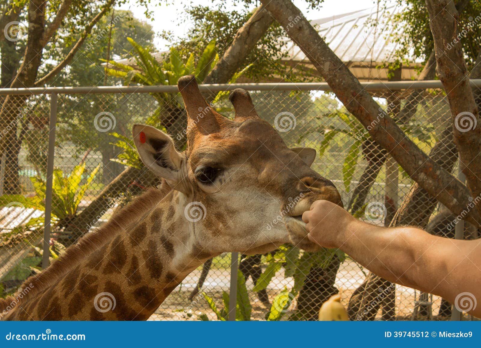 Giraffe stock photo. Image of neck, hand, giraffe, nature - 39745512