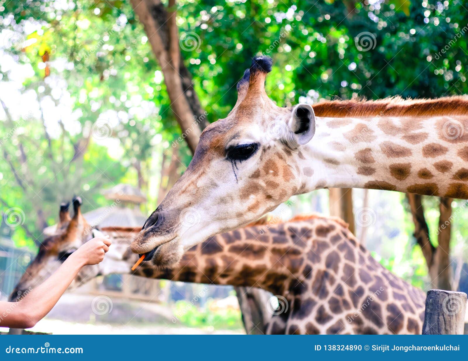Giraffe eat leaves stock photo. Image of neck, cute - 138324890