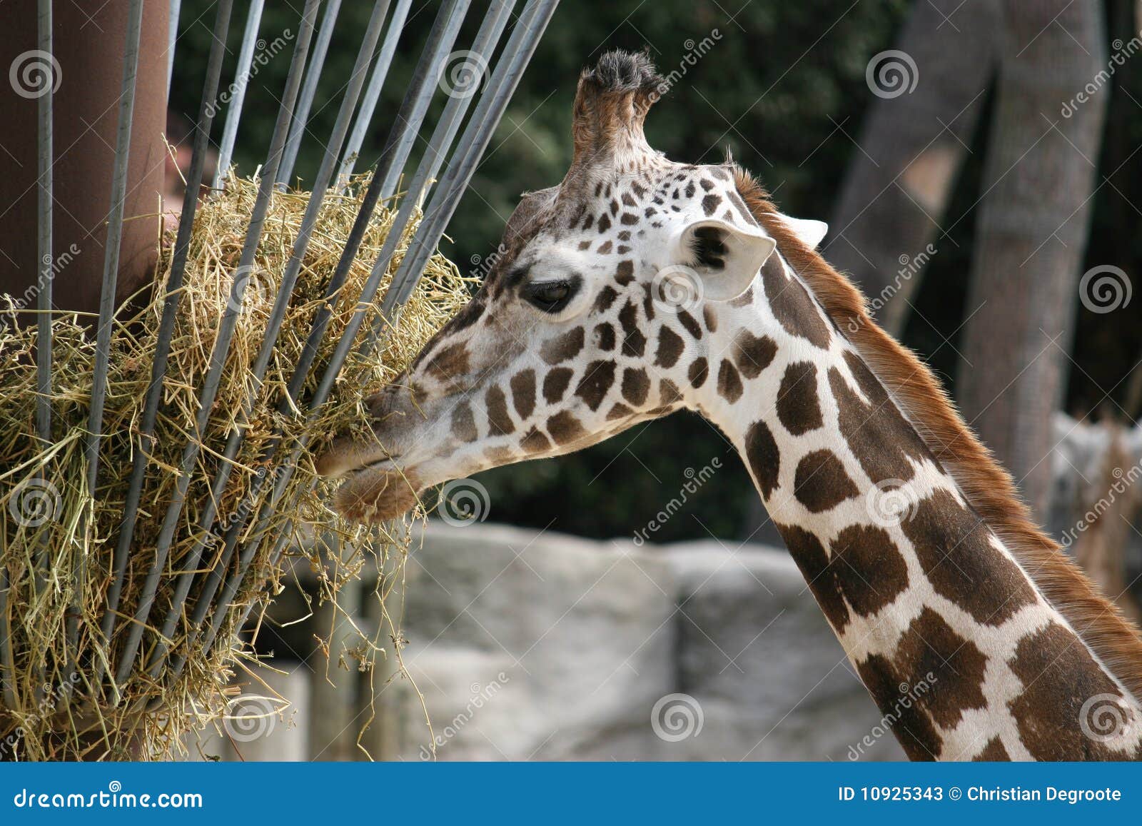 Giraffe Eating stock image. Image of africa, beast, giraffe - 10925343