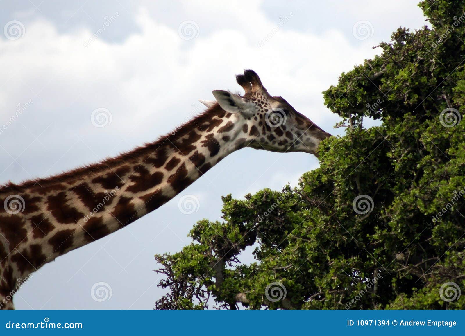 Giraffe Eating Royalty-Free Stock Photography | CartoonDealer.com #4422131