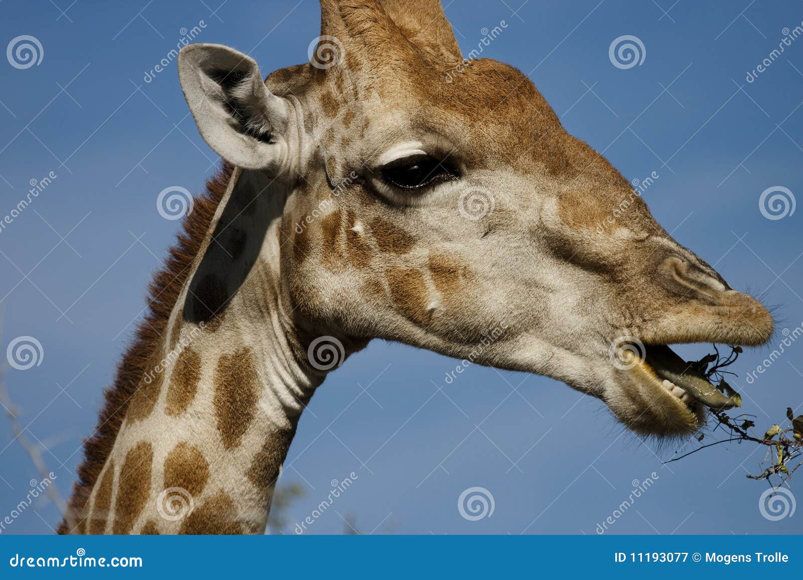 Giraffe eating stock image. Image of savanna, giraffa - 11193077