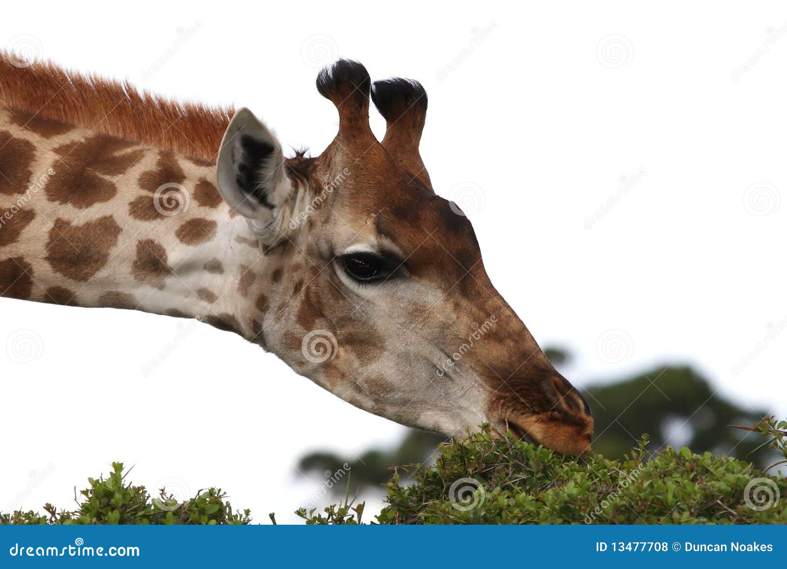 Giraffe Eating Royalty Free Stock Photos - Image: 13477708
