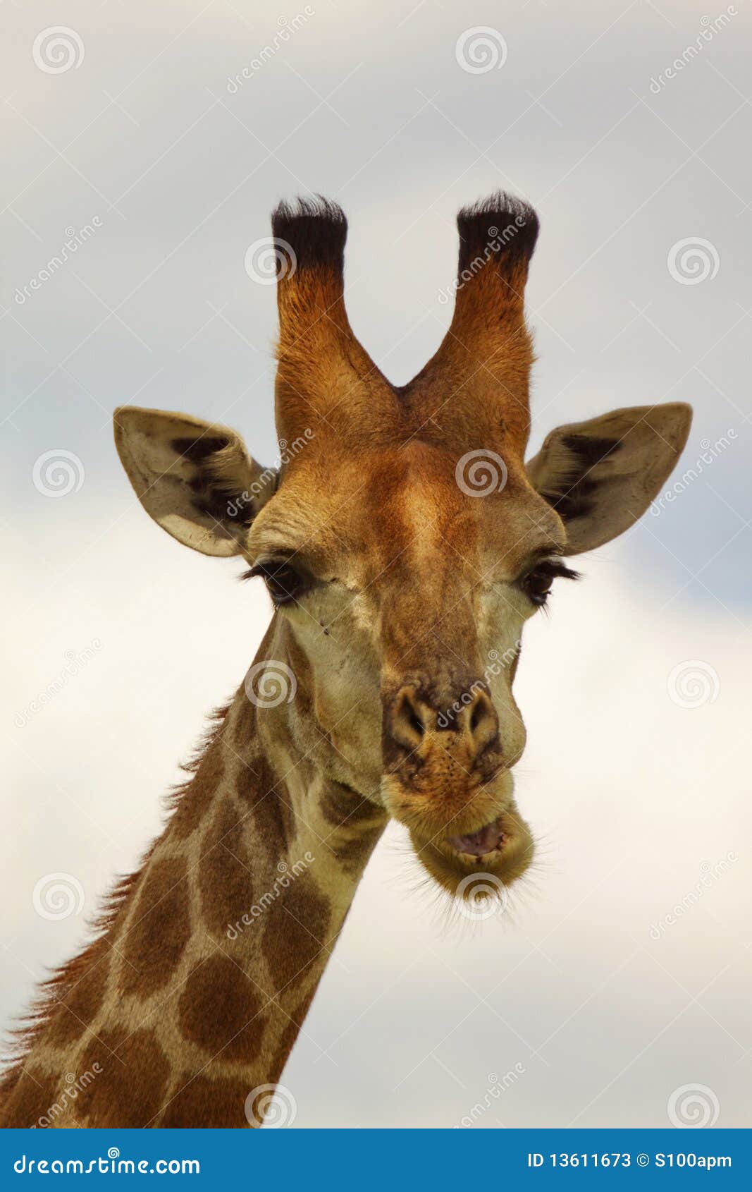 Giraffe eating stock image. Image of sight, chew, female - 13611673