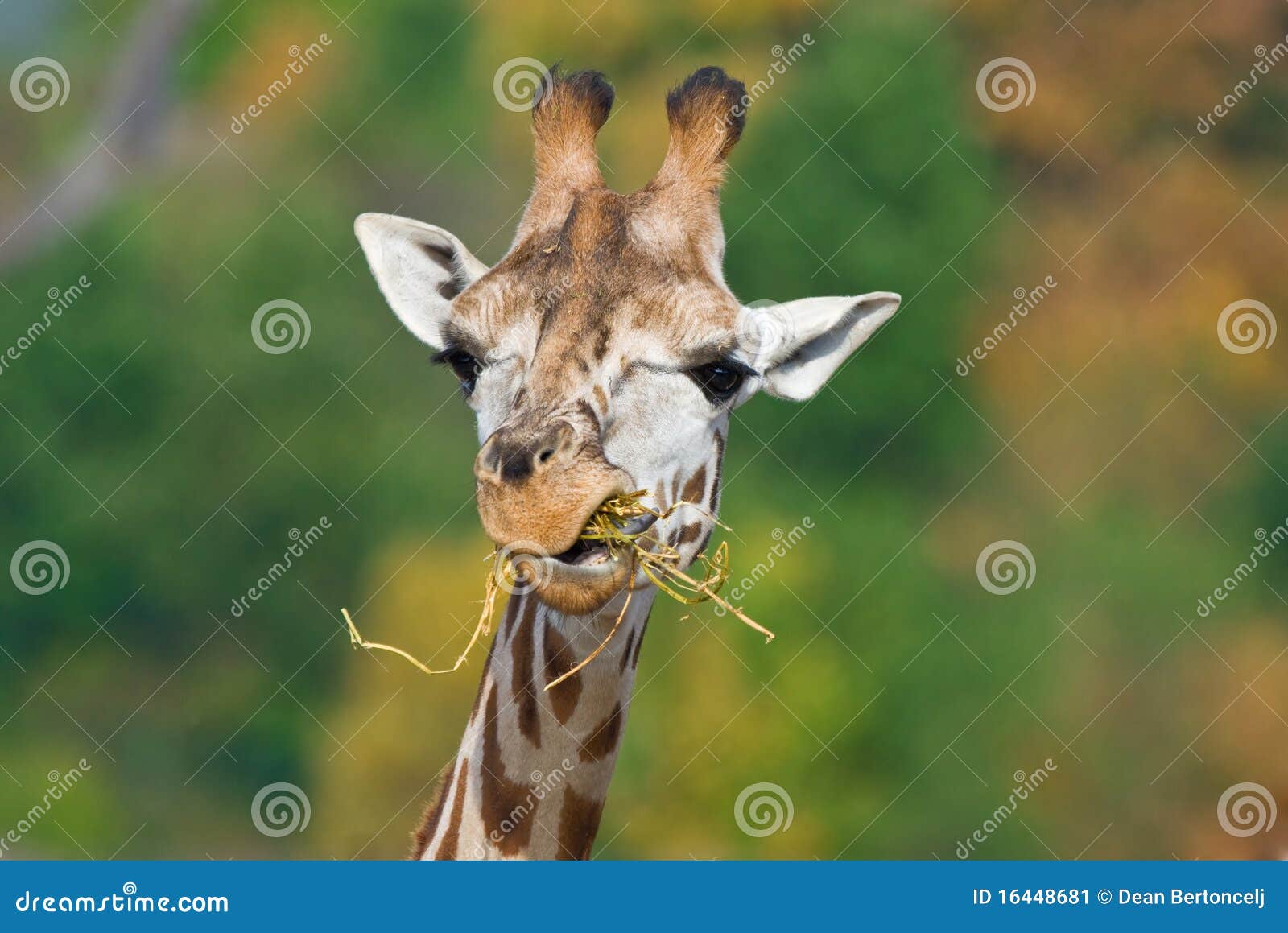 Giraffe eating stock image. Image of eating, africa, mammal - 16448681