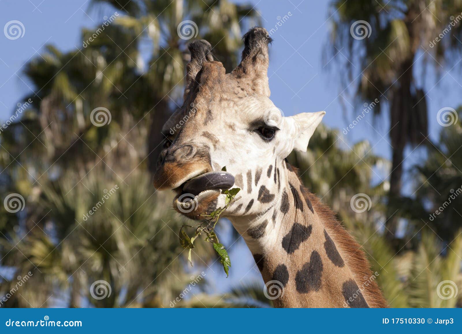 Giraffe eating stock photo. Image of animals, tall, animal - 17510330
