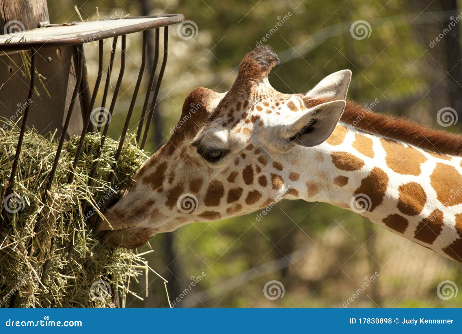Giraffe eating stock photo. Image of giraffe, colorful - 17830898
