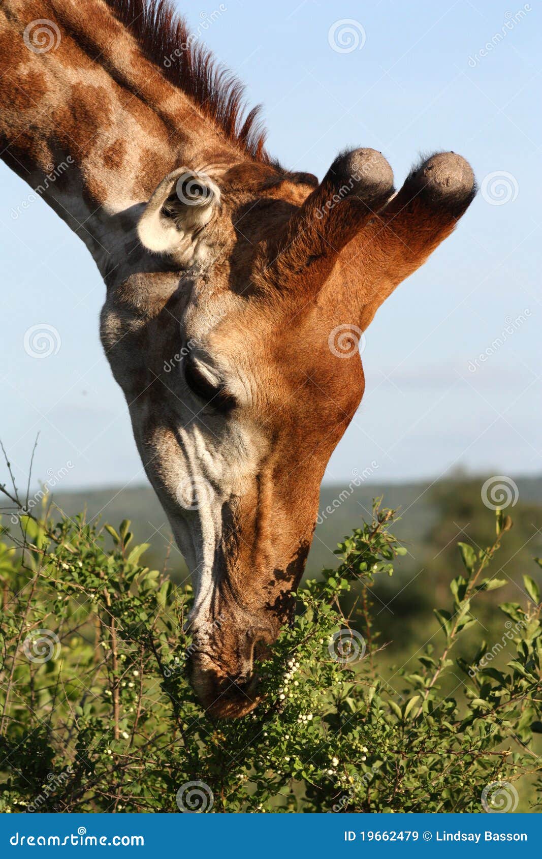Giraffe Eating stock image. Image of bull, southern, safari - 19662479