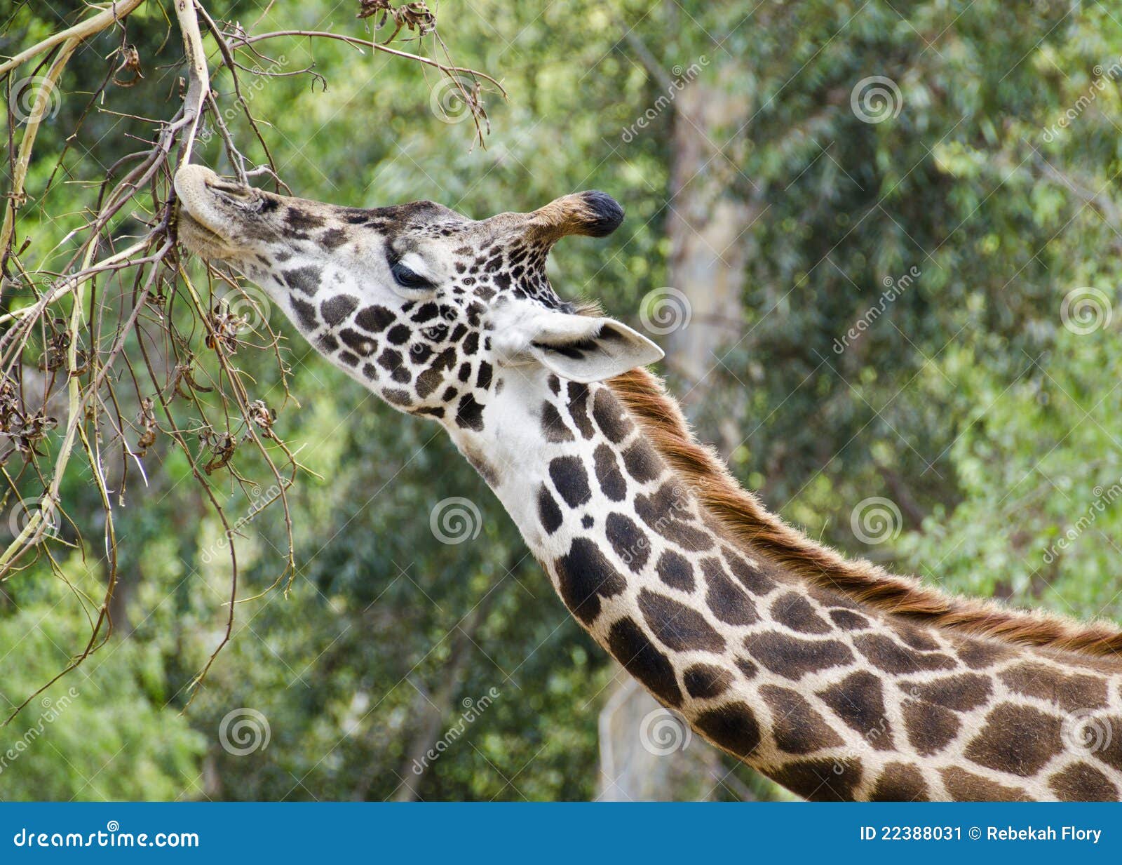 Giraffe eating stock image. Image of bite, feeding, animals - 22388031