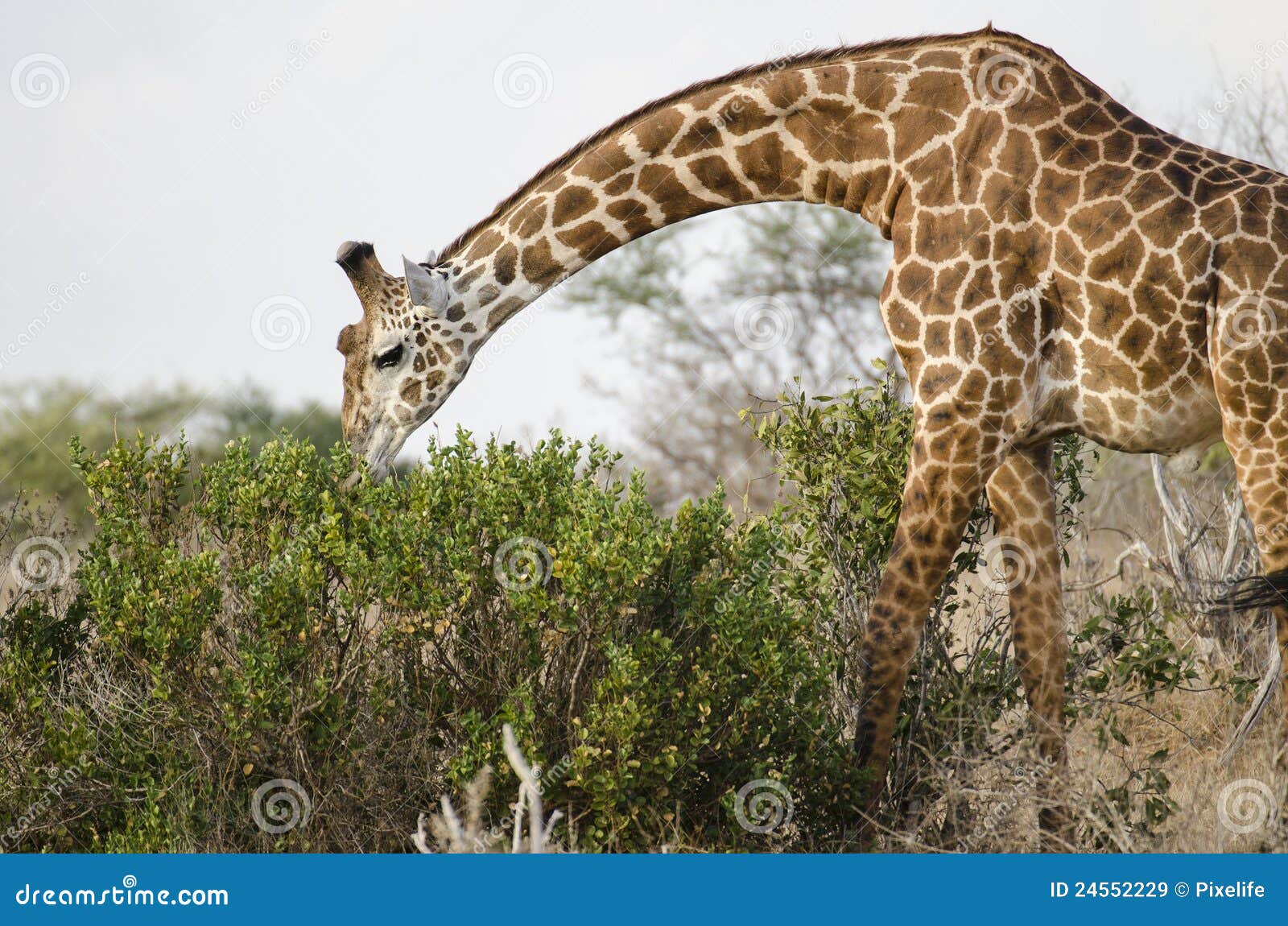 Giraffe eating stock image. Image of female, environment - 24552229