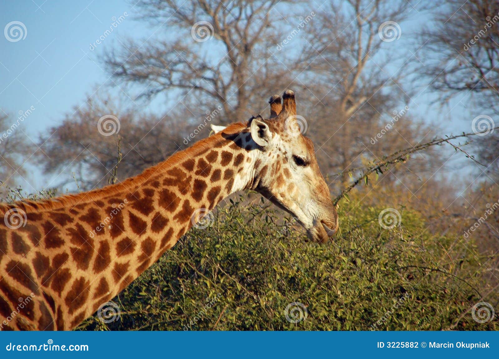Giraffe eating stock photo. Image of eating, tongue, park - 3225882