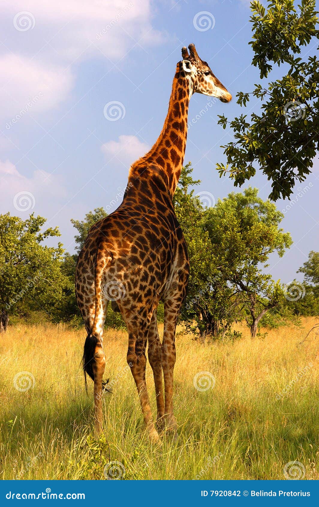 A Giraffe eating stock photo. Image of wild, nose, slim - 7920842