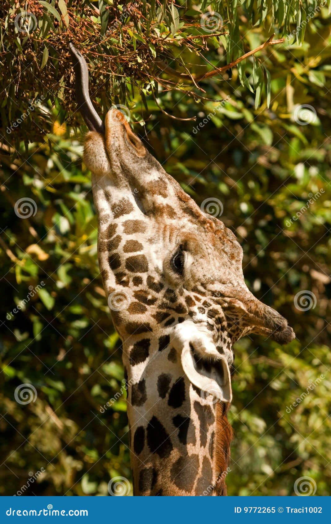 Giraffe Eating stock image. Image of giraffe, eucalyptus - 9772265