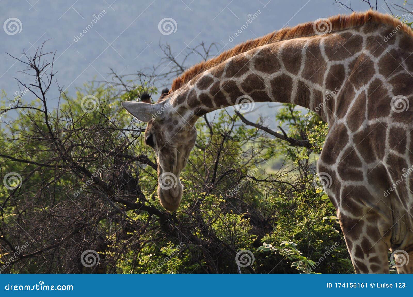 Giraffe Eating Branches from a Dead Tree Stock Image - Image of ...