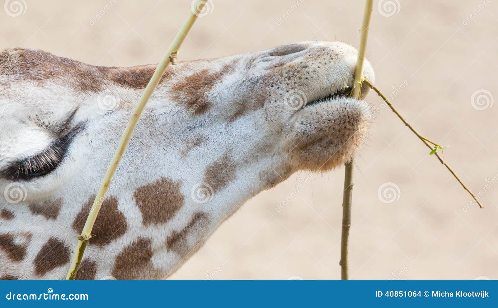 Giraffe eating stock photo. Image of creature, somali - 40851064