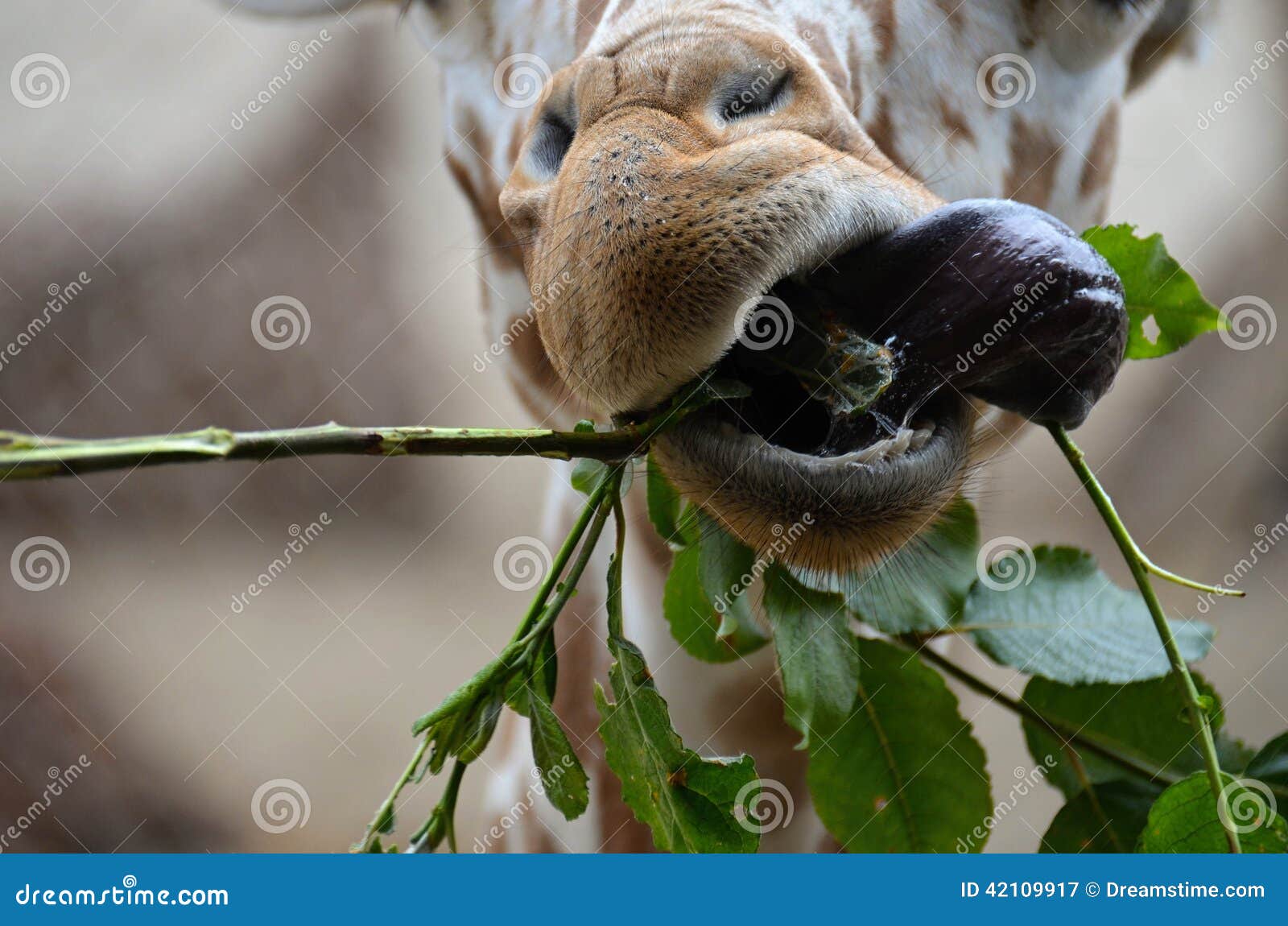 Giraffe eating stock image. Image of foliage, animal - 42109917