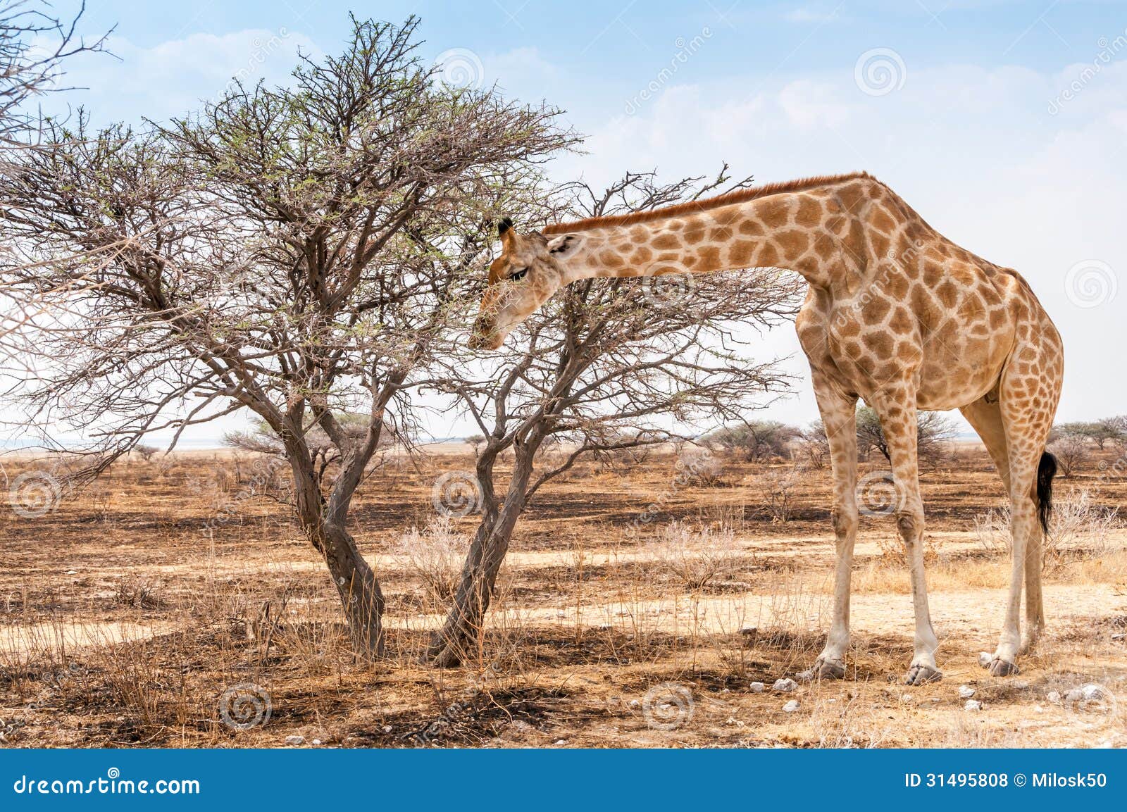 Giraffe while Eating stock photo. Image of namibia, park - 31495808