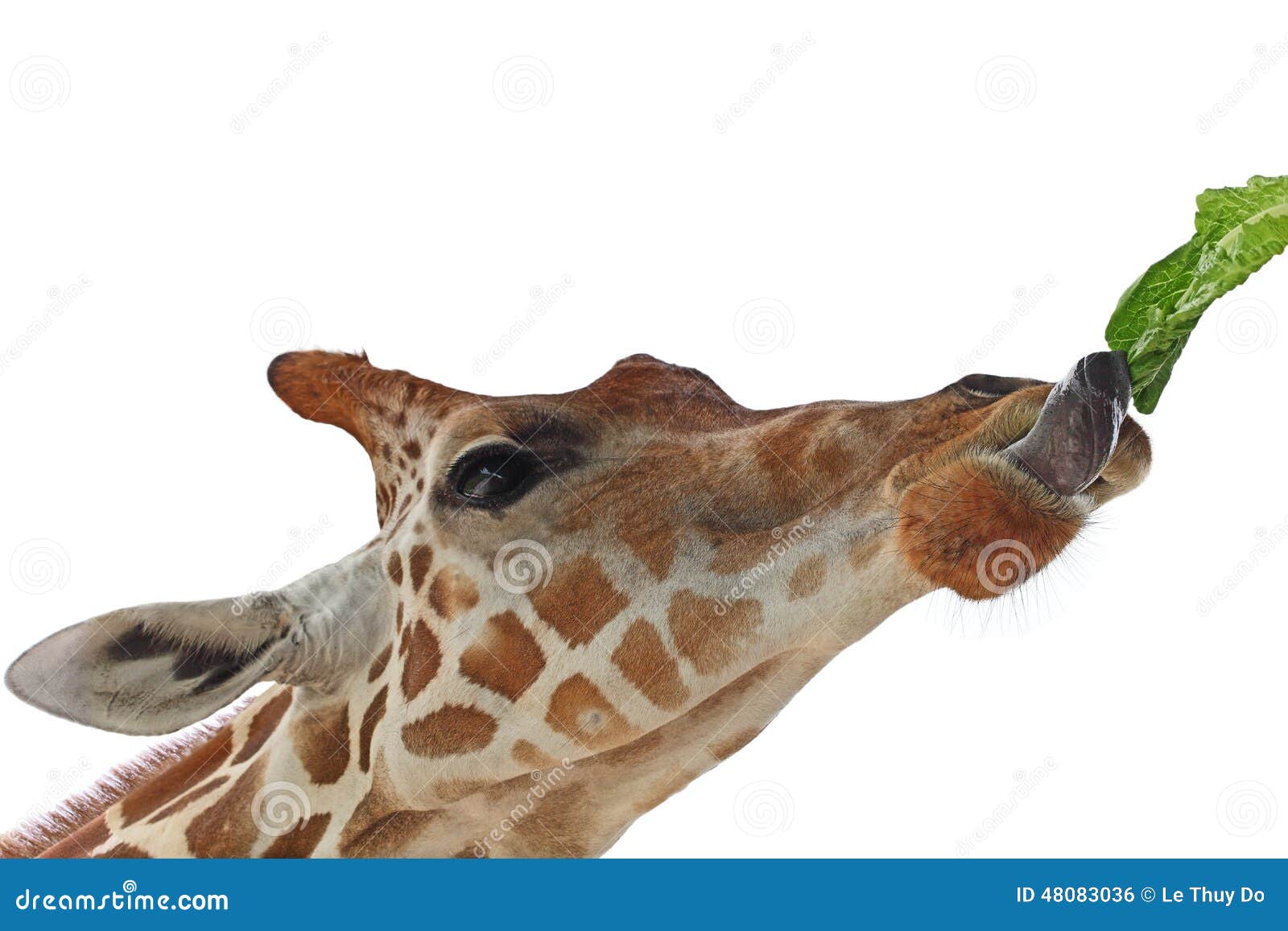 Giraffe Eating stock photo. Image of mouth, giraffe, long - 48083036