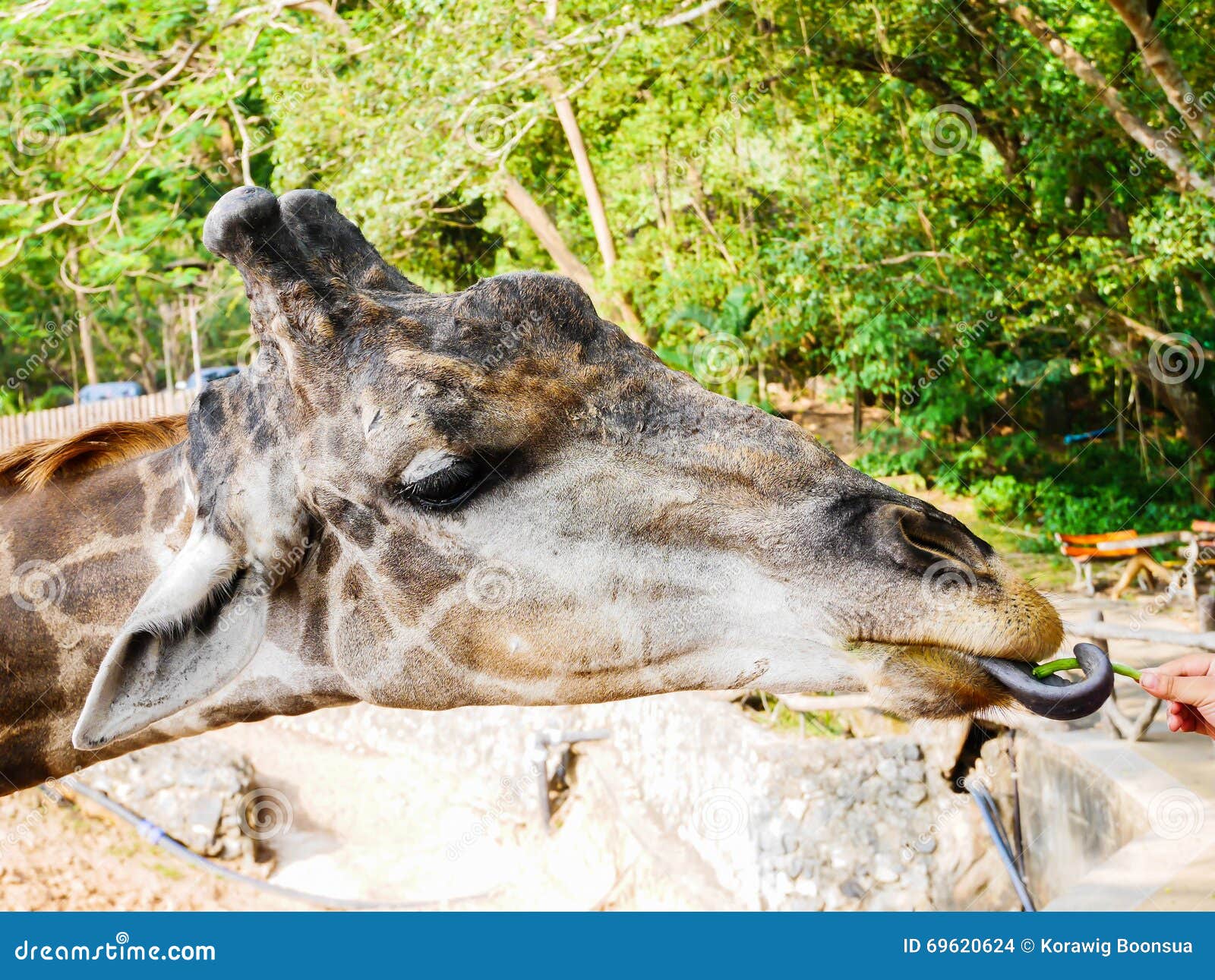 Giraffe eating food stock photo. Image of face, park - 69620624