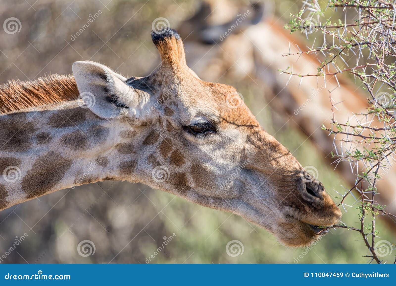 Giraffe Eating stock image. Image of giraffes, animals - 110047459