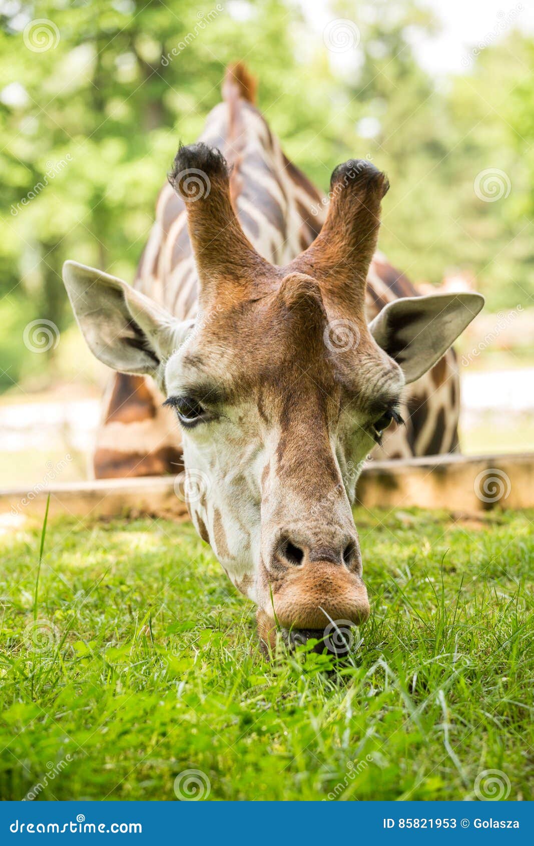 Giraffe Eating Green Grass . Stock Image - Image of horn, eating: 85821953