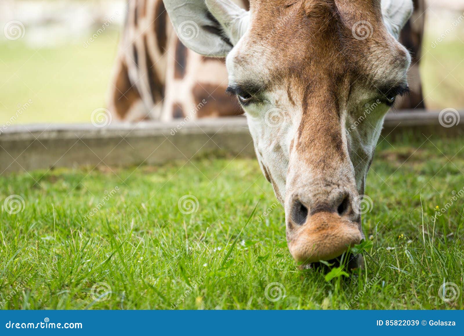 Giraffe Eating Green Grass . Stock Image - Image of horn, brown: 85822039