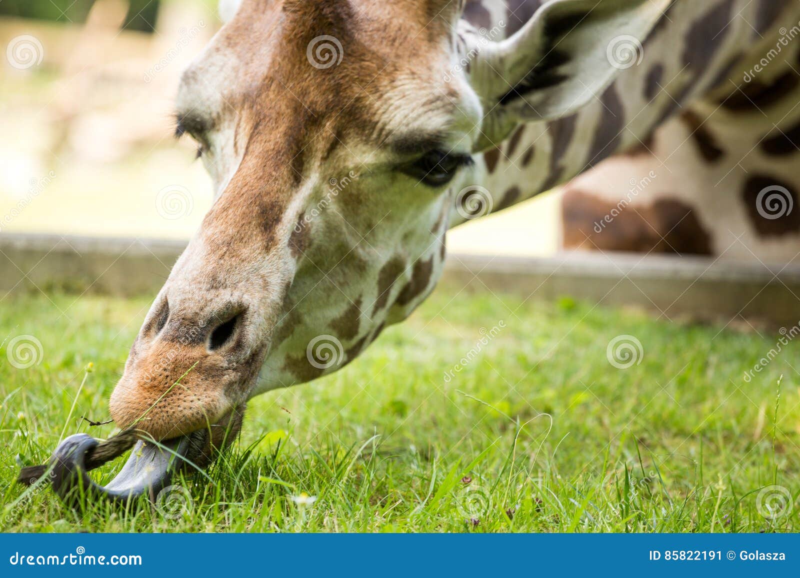 Giraffe Eating Green Grass . Stock Image - Image of close, africa: 85822191