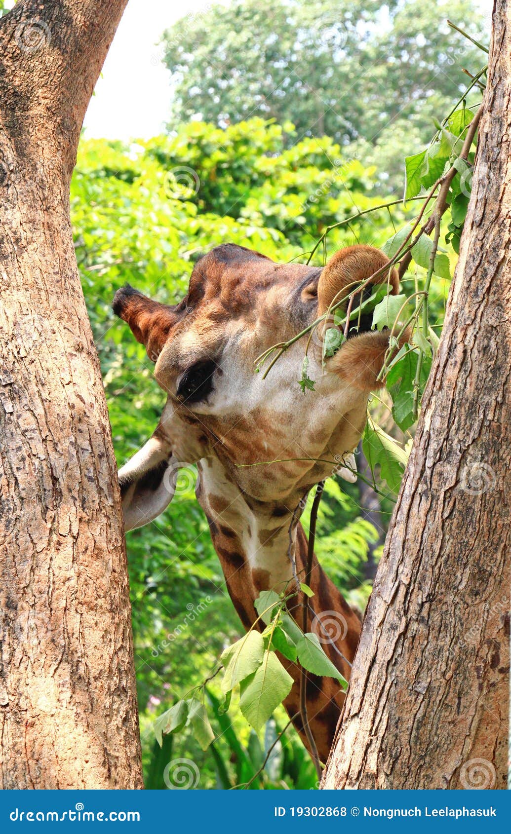 Giraffe Eating Green Leaves from Tree Stock Photo - Image of spots ...