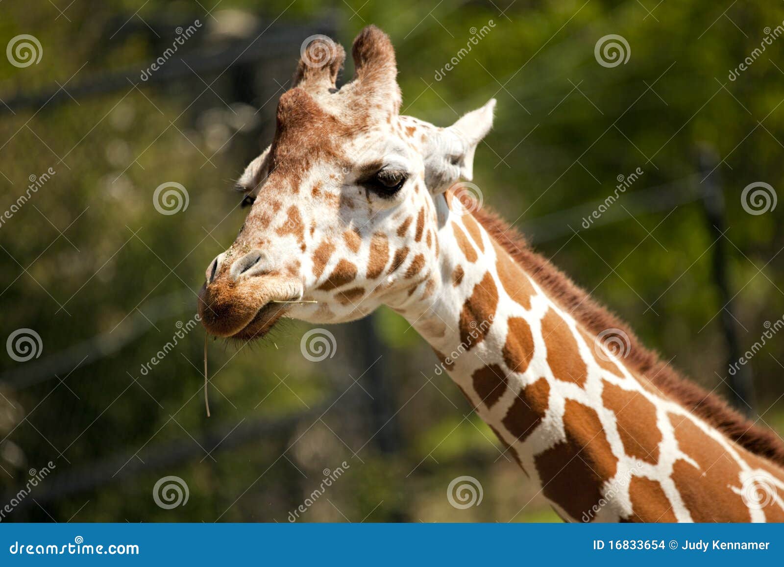 Giraffe eating hay stock photo. Image of giraffe, eyes - 16833654