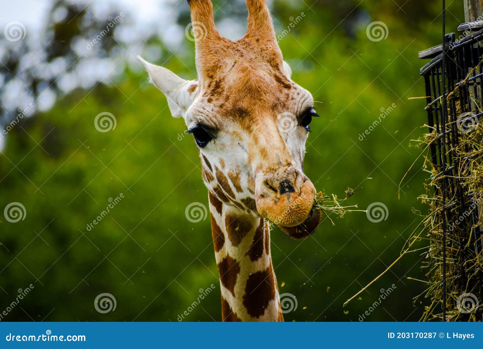 Giraffe eating hay stock image. Image of safari, adventure - 203170287