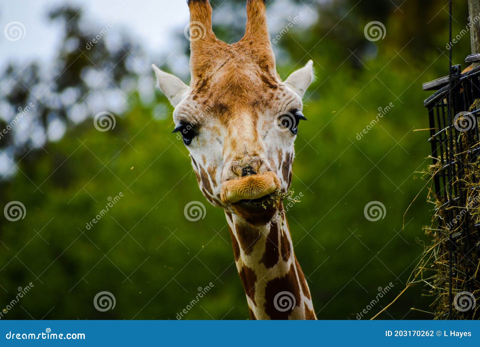 Giraffe eating hay stock photo. Image of mane, giraffe - 203170262