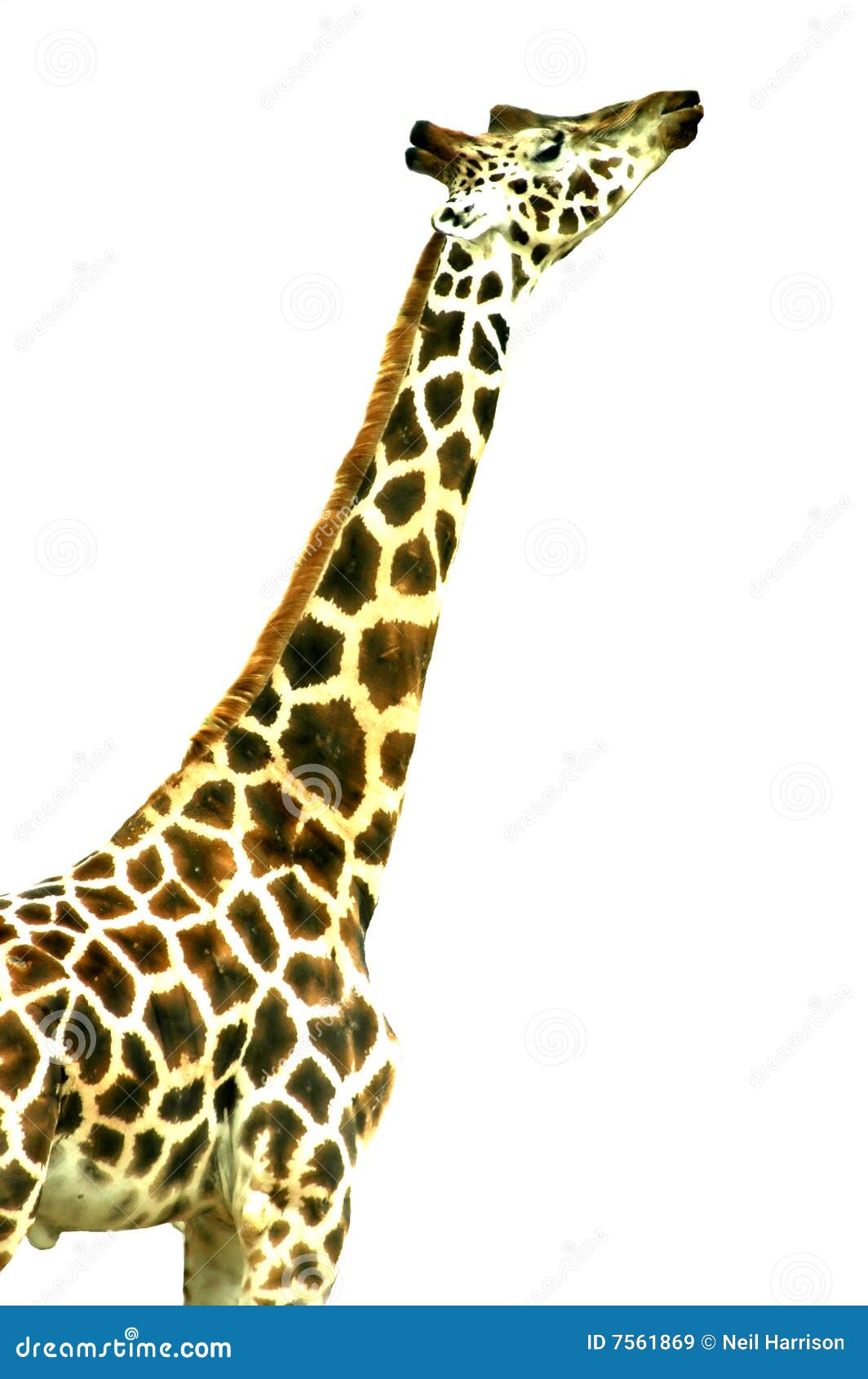 Giraffe Eating High Up a Tree Stock Image - Image of tall, elongated ...