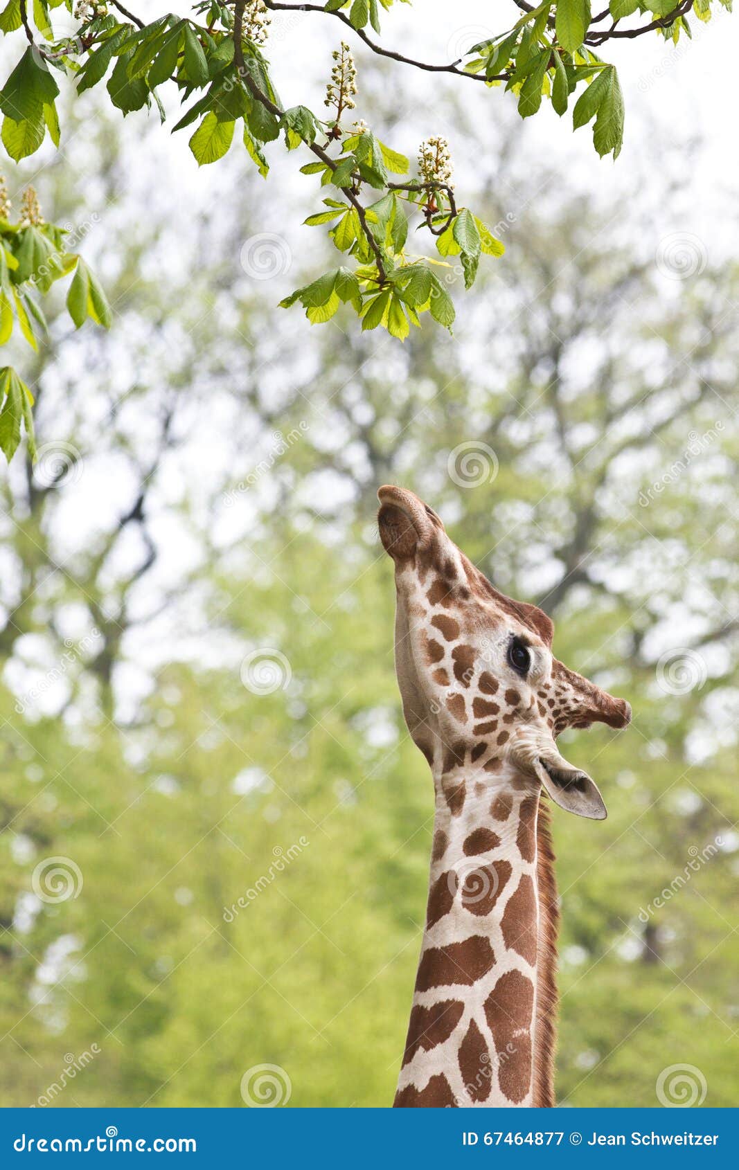 Giraffe Eating Leaves From Tall Trees, Savannah Landscape Stock ...