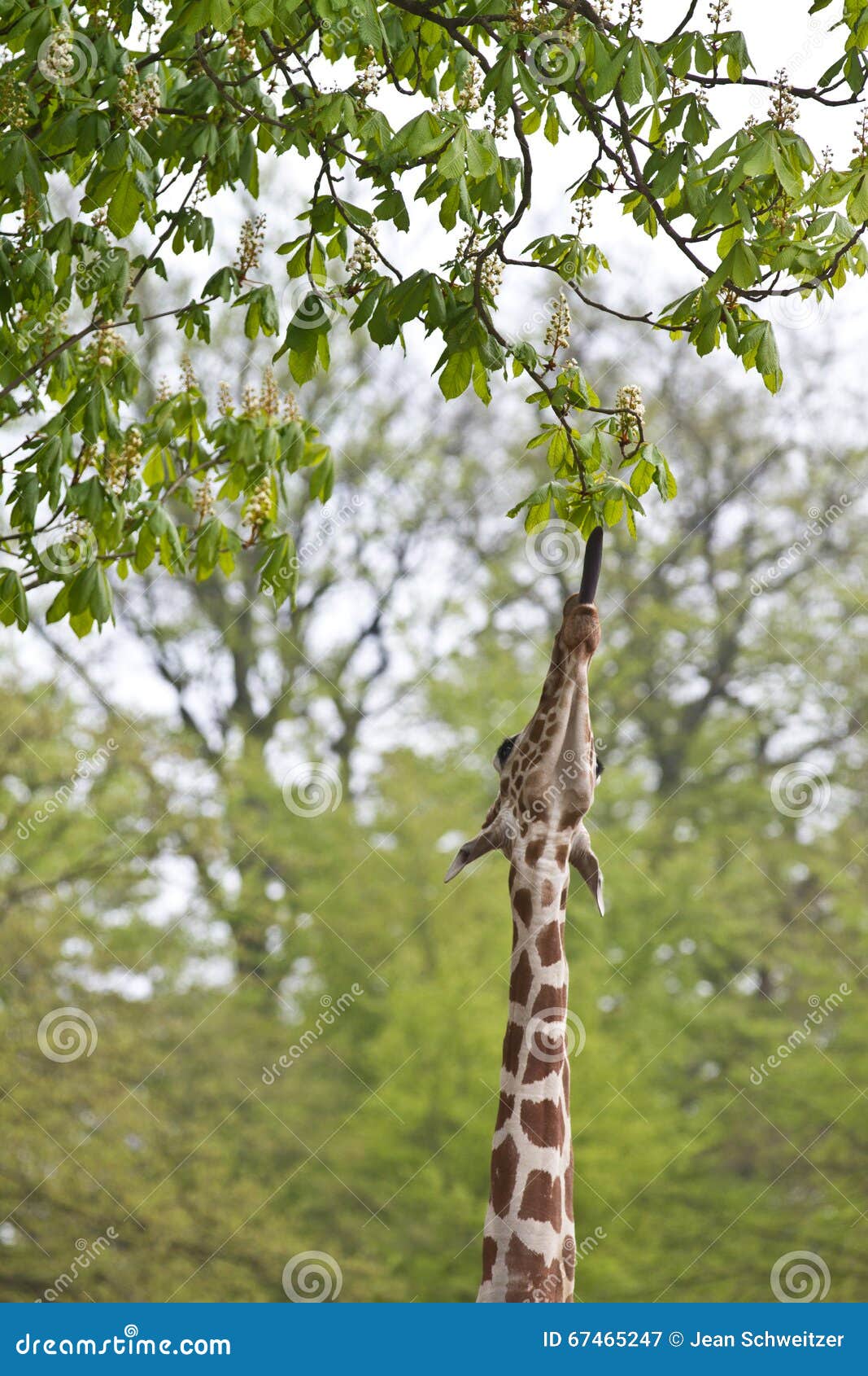 Giraffe eating a leaf stock image. Image of denmark, mammal - 67465247