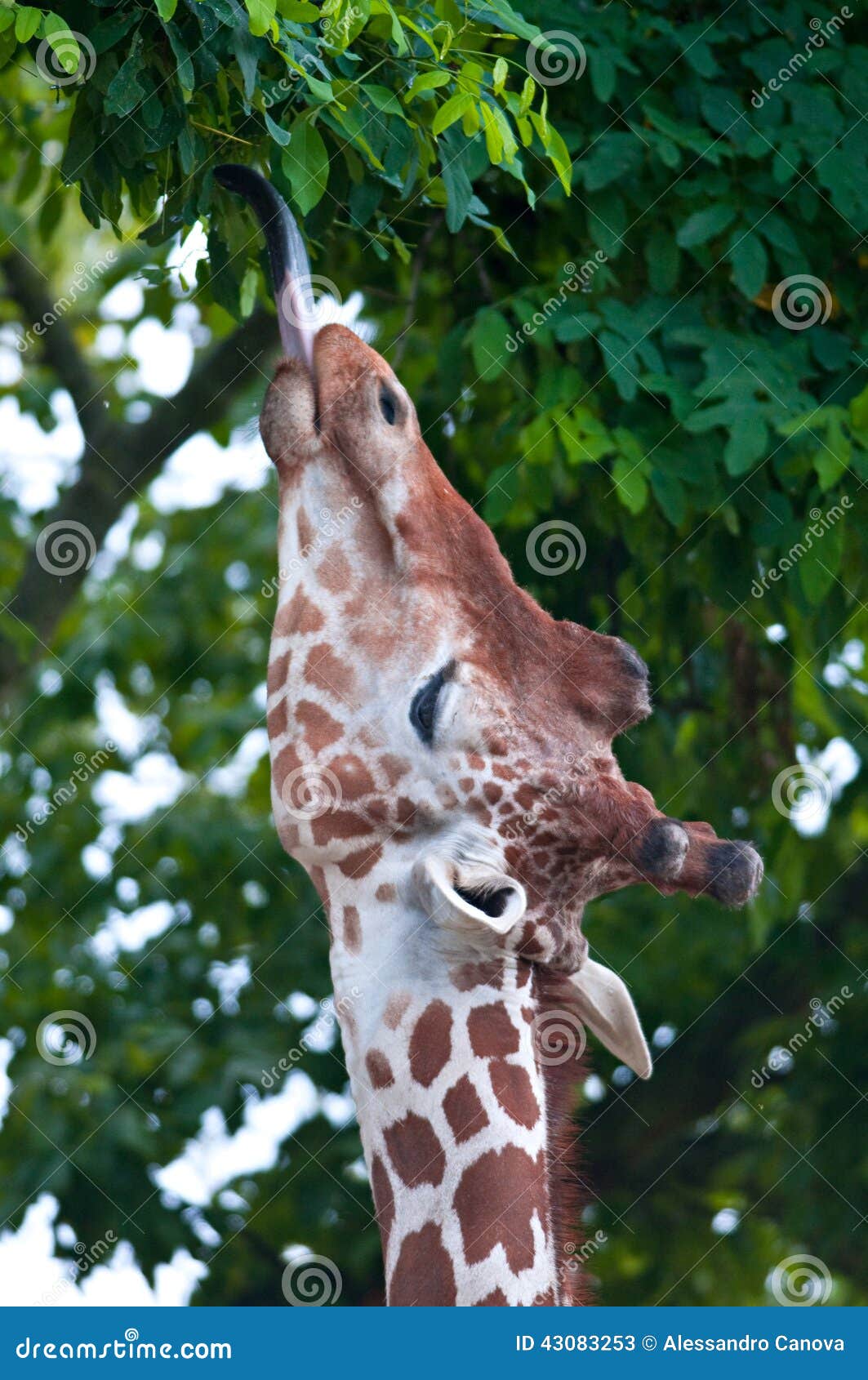 Trees Giraffes Eat