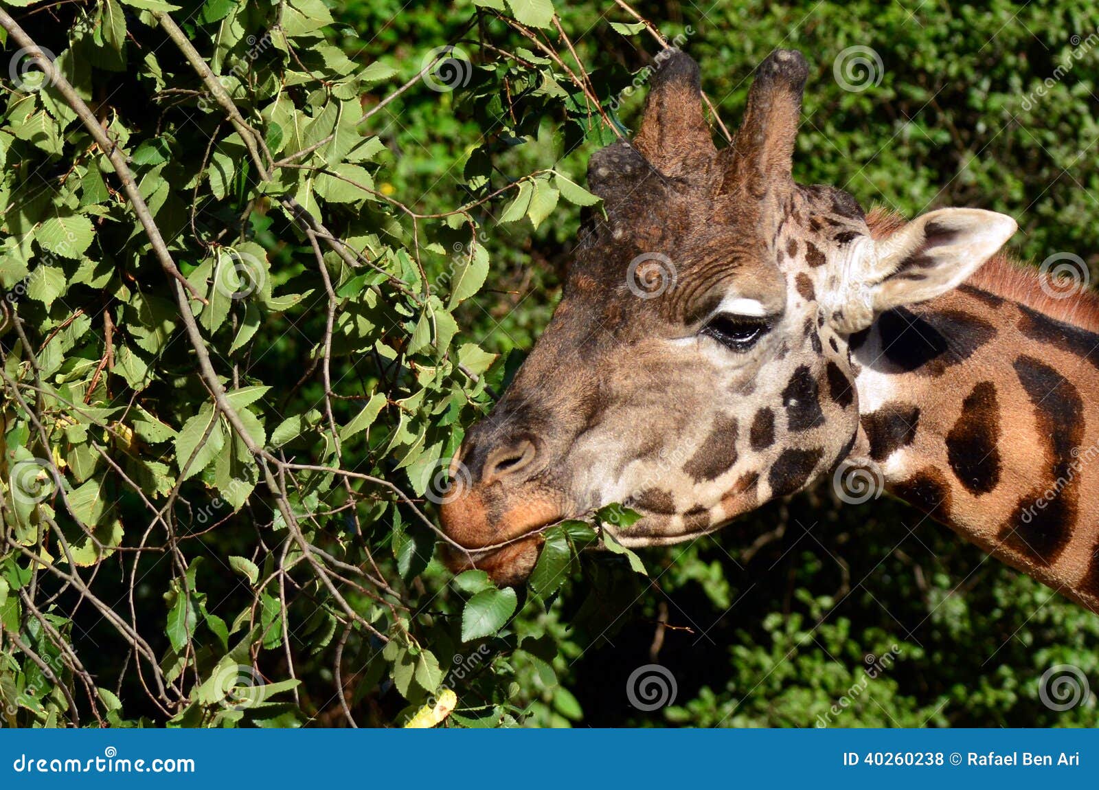 Giraffe Eating From The Trees Royalty-Free Stock Photography ...
