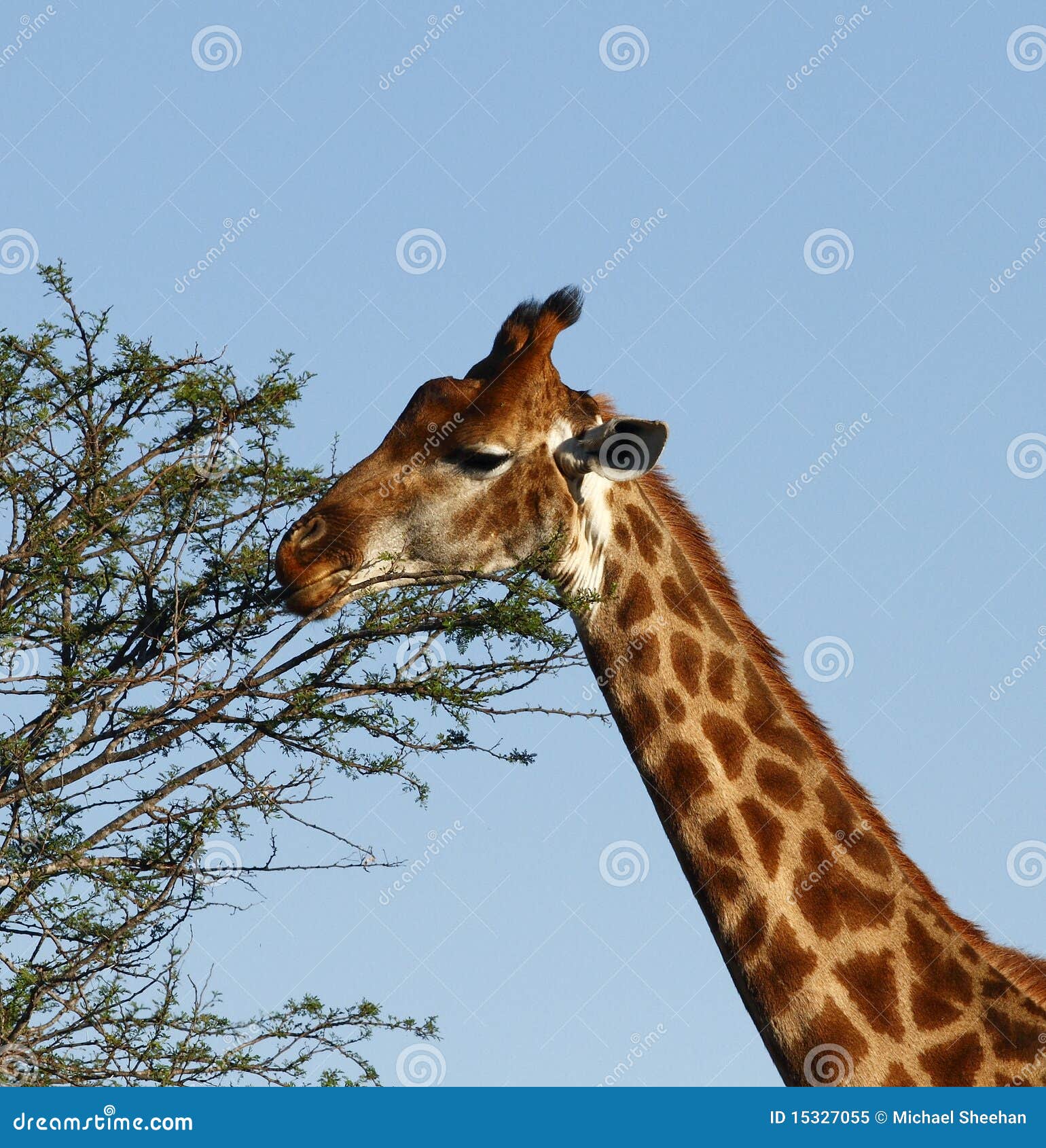 Giraffe eating leaves stock image. Image of animal, mouth - 15327055