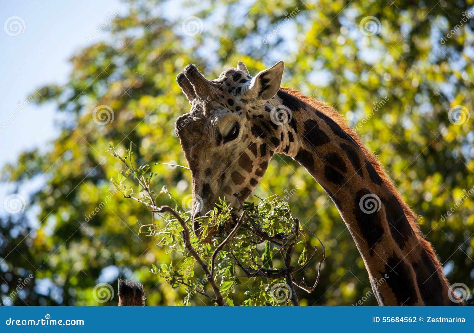 Giraffe eating leaves stock photo. Image of blue, dappled - 55684562
