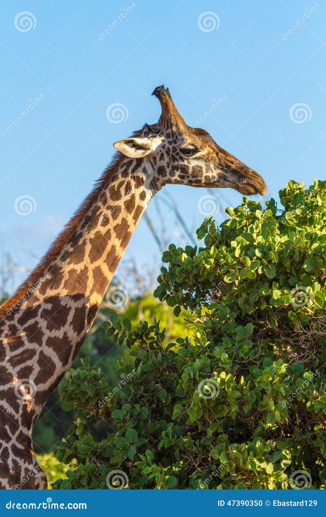 Giraffe eating leaves stock photo. Image of mammal, wild - 47390350