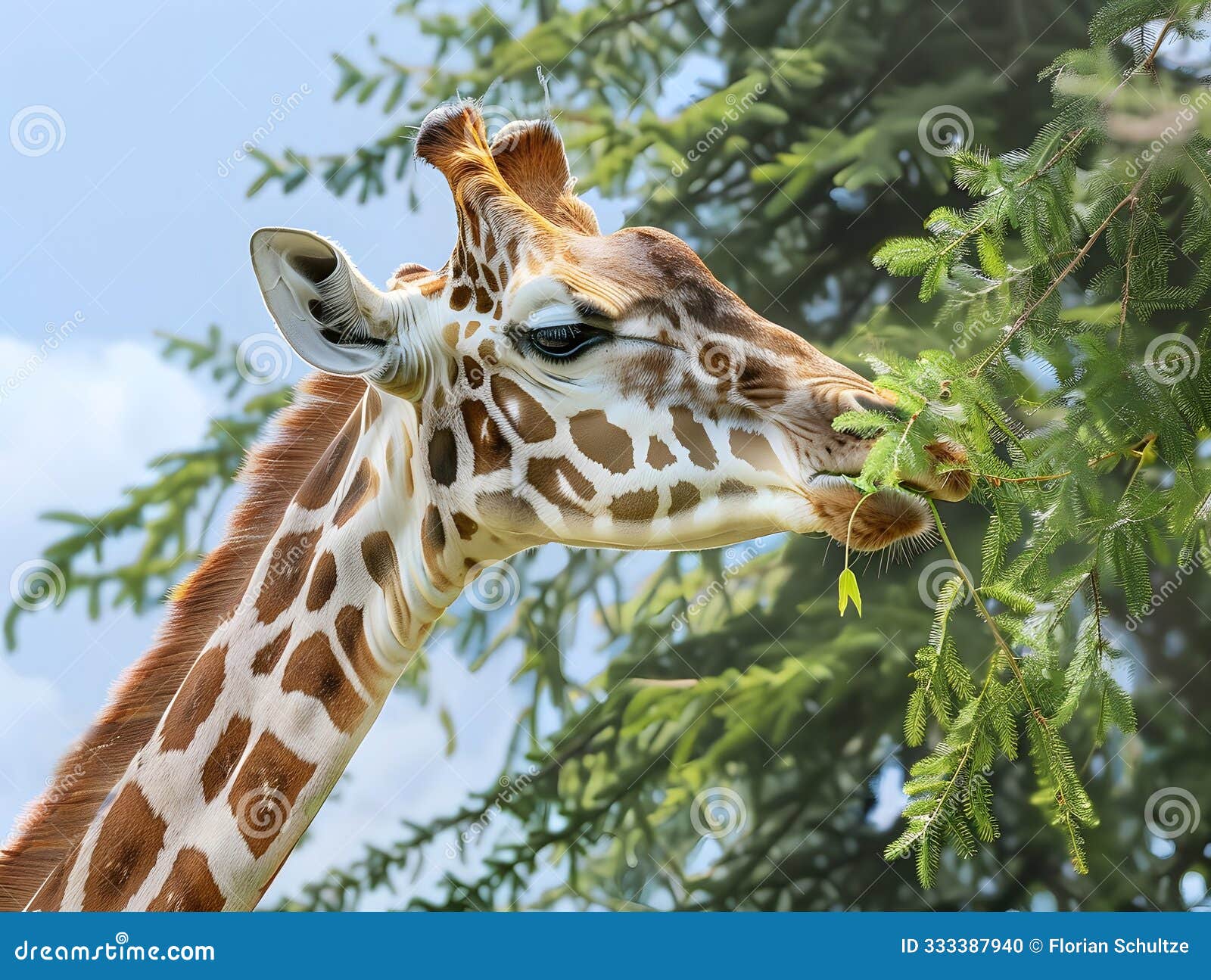 Giraffe Eating Leaves From A Tall Tree Royalty-Free Stock Image ...