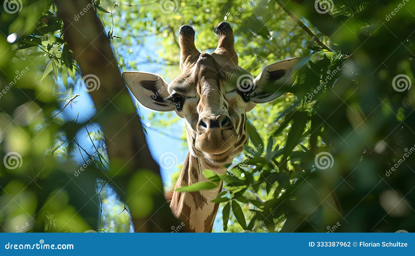 Giraffe Eating Leaves from a Tall Tree Stock Illustration ...