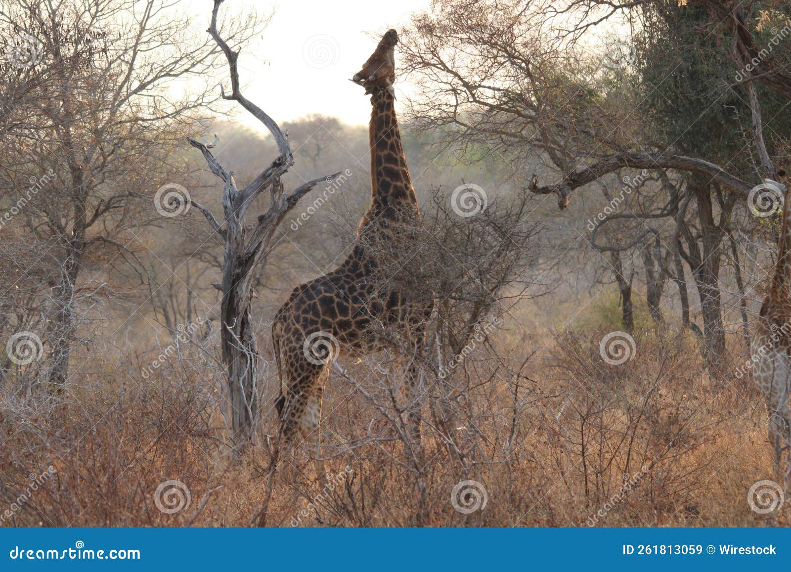 Giraffe Eating Leaves from the Top Branches of Trees Stock Image ...