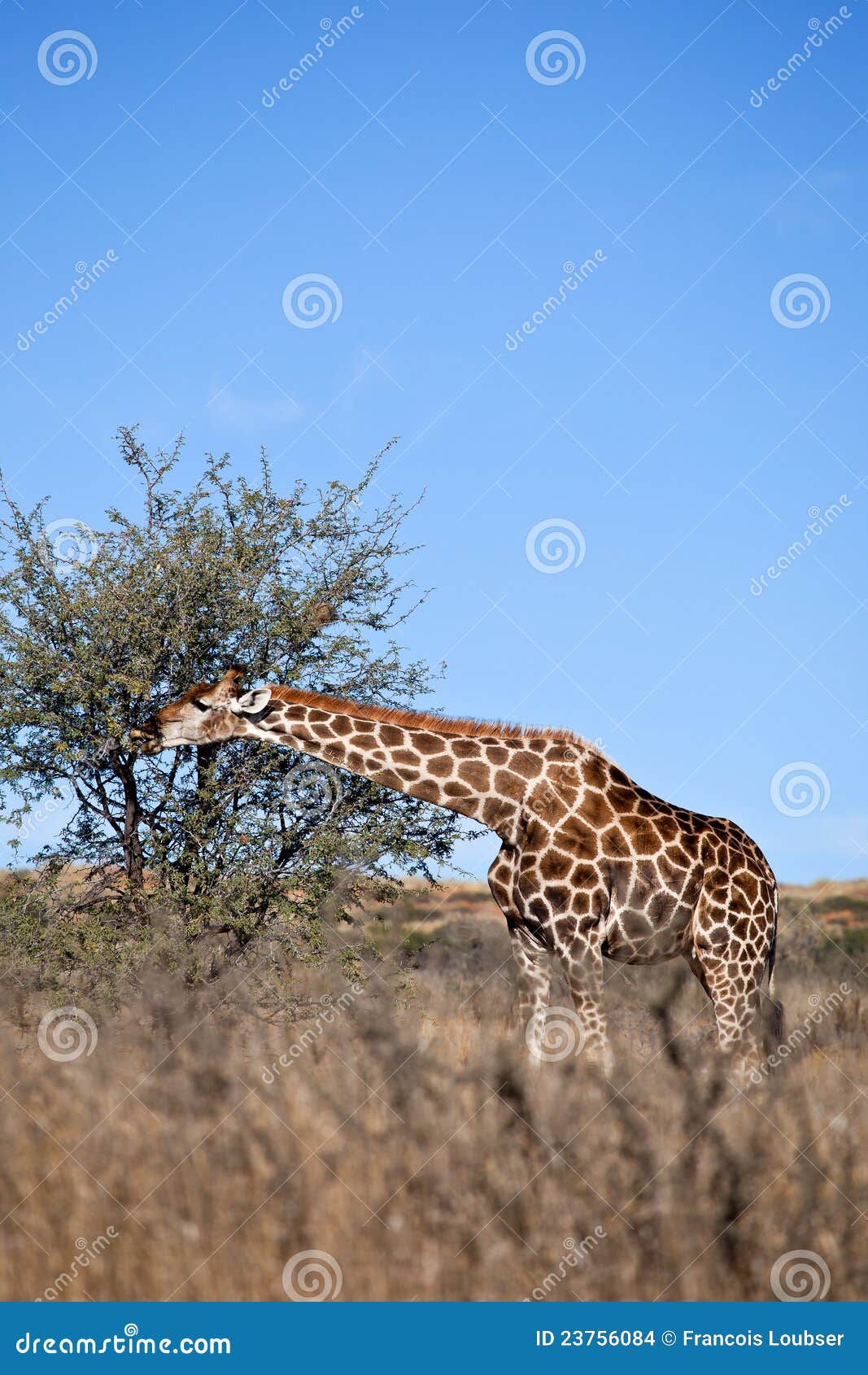 Giraffe Eating Leaves in Tree Stock Photo - Image of blue, long: 23756084